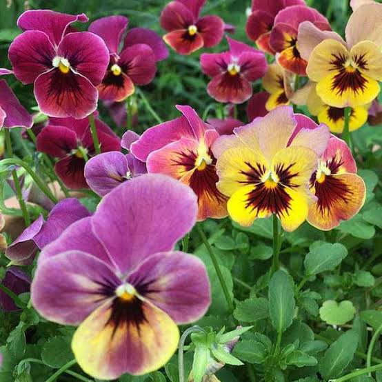 Pansy flower store