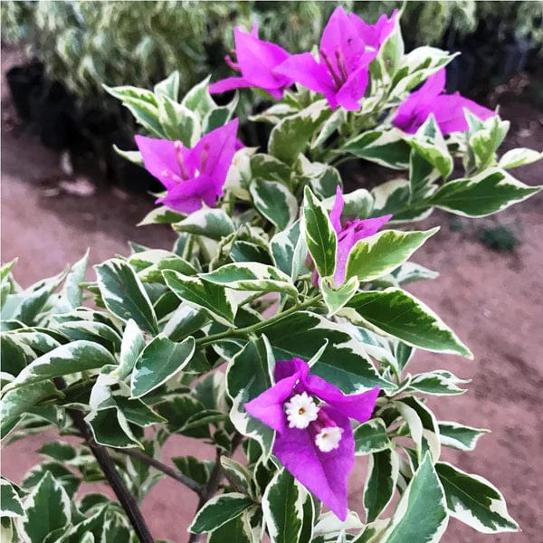 Blue ice Bougainvillea Urban Plants Urban Plants